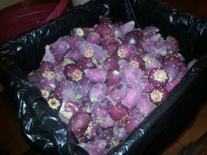 The Pulp of Prickly Pears: A Desert Harvest Adventure | Don Dehm